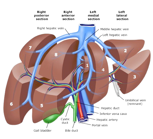 Liver Resection